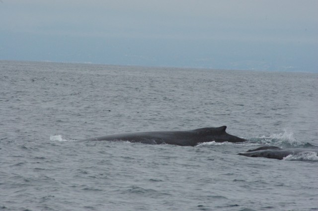 Whale Tails and Happiness | The Ministry of Happiness